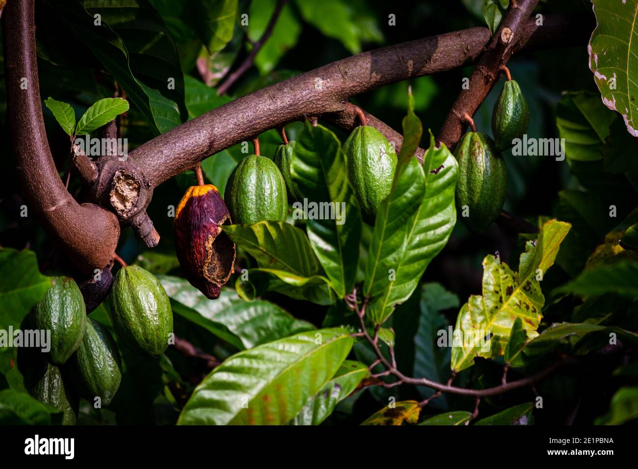 Cacao tree hi-res stock photography and images - Alamy