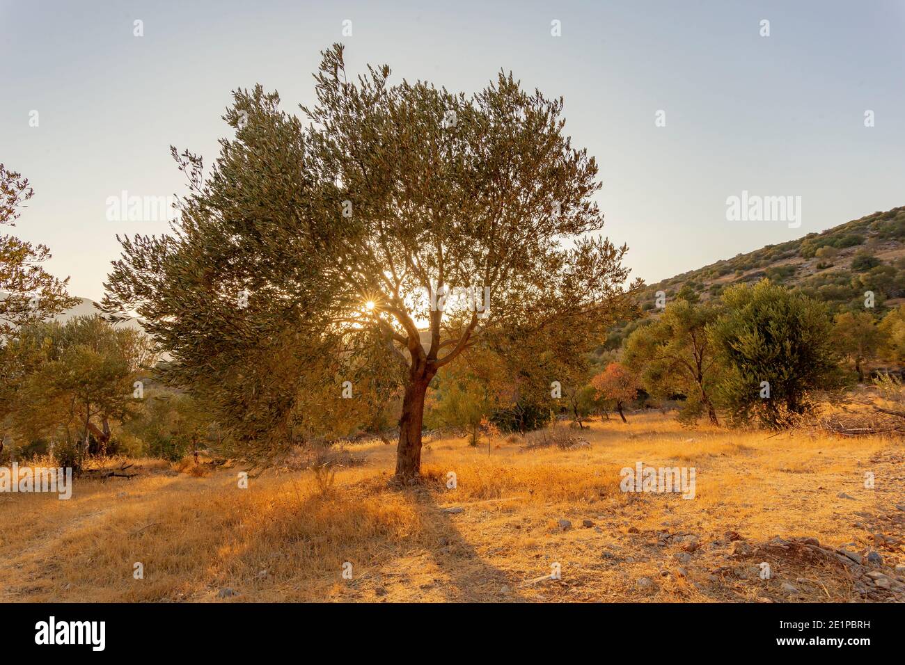 Olive tree garden hi-res stock photography and images - Alamy