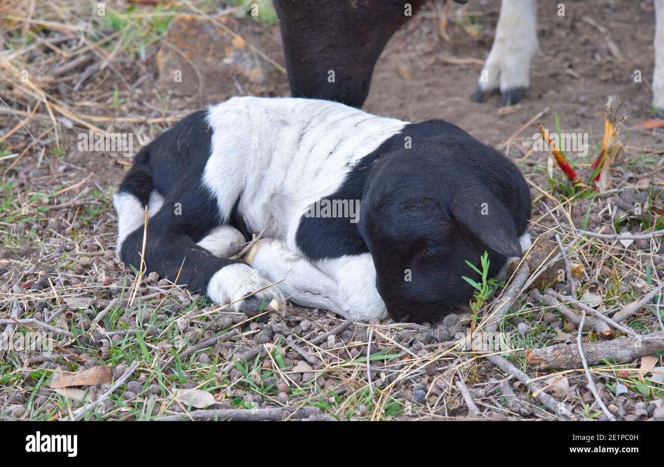 Mother ewe andDorper lamb, 10 hours old Stock Photo - Alamy