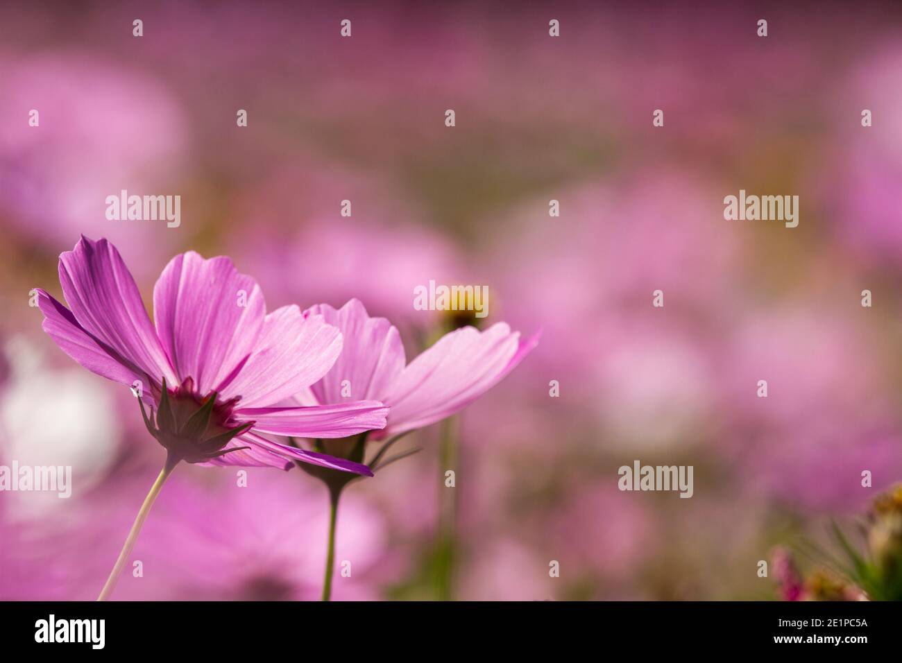 The pink flower with nice blur background and light Stock Photo - Alamy