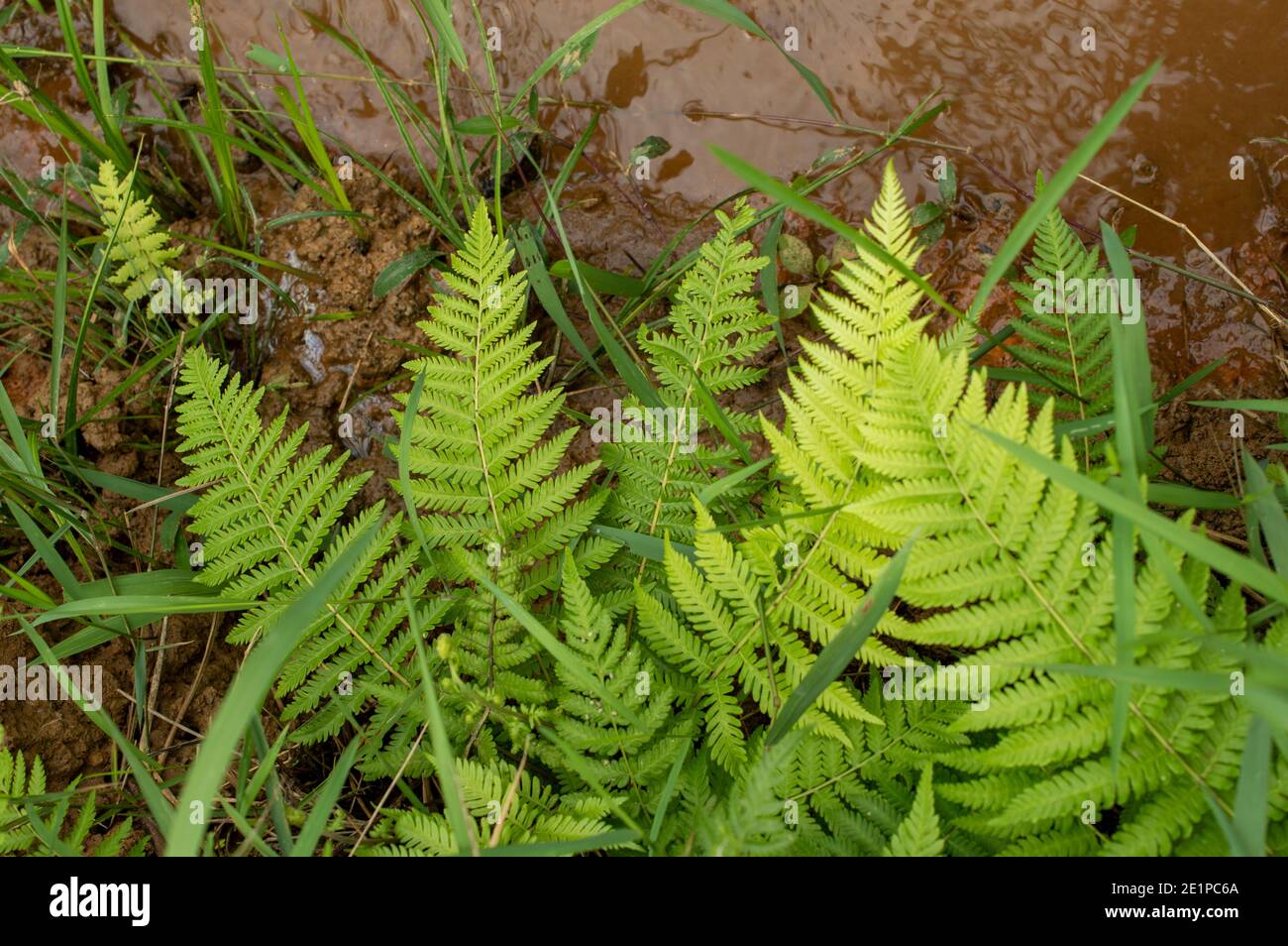 A fern is a member of a group of vascular plants that reproduce via ...
