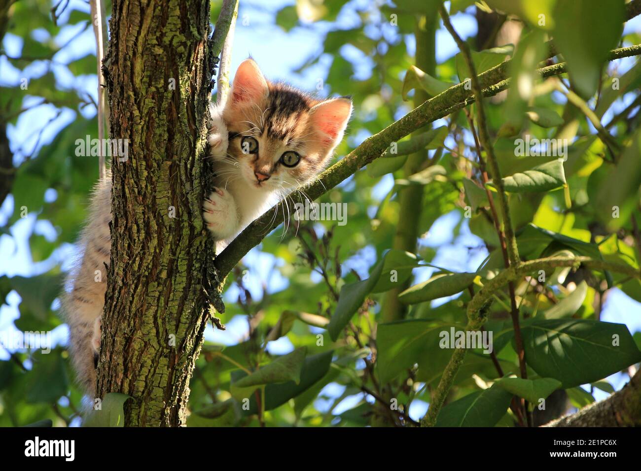 cat climb the tree beautiful photo Stock Photo - Alamy