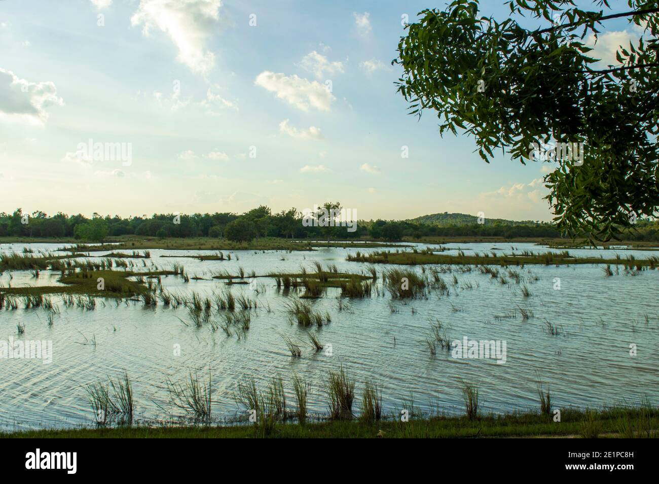 flooded fields lead to abnormal plant growth. It limits oxygen and ...