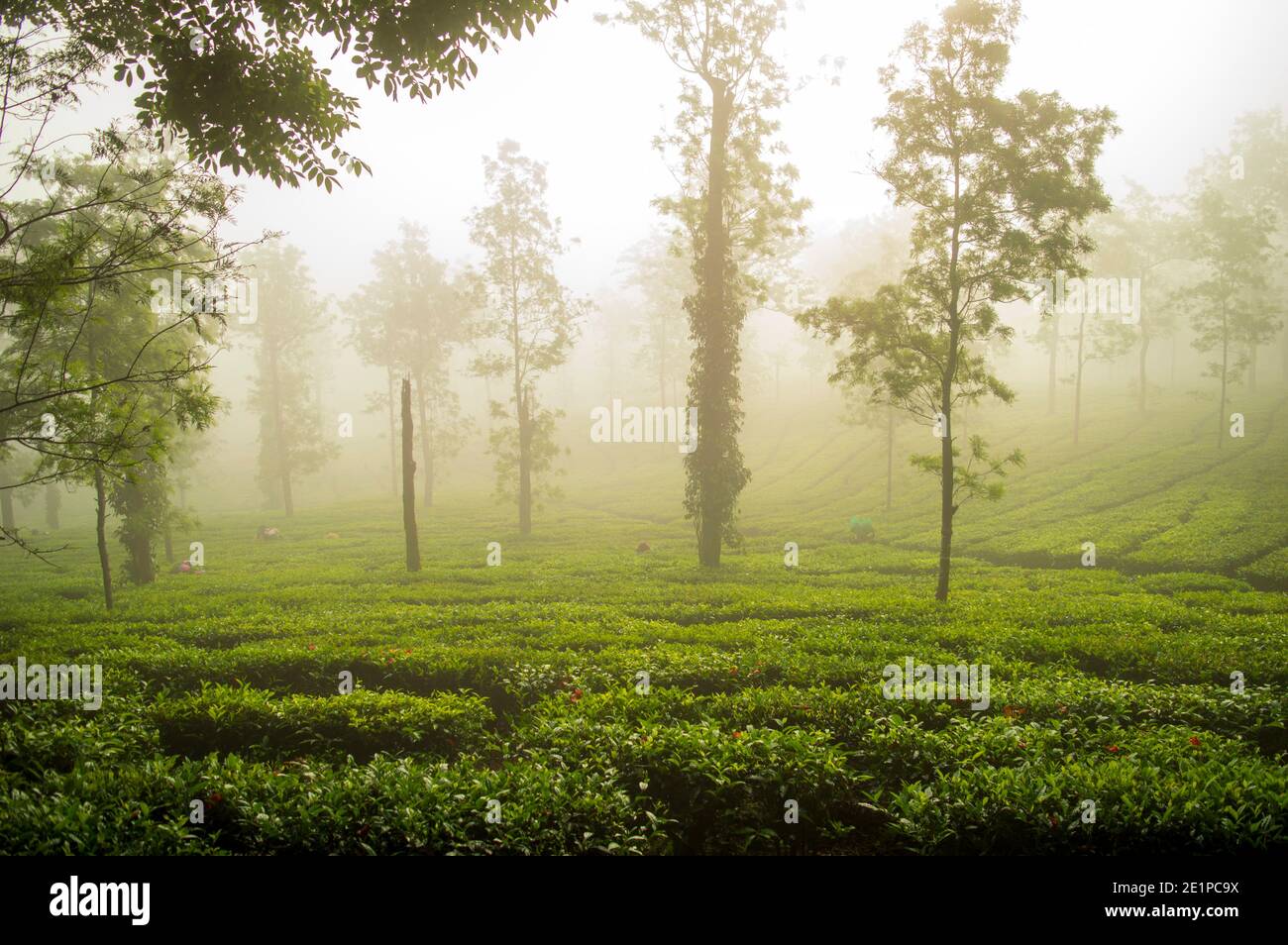 Why do we garden hi-res stock photography and images - Alamy