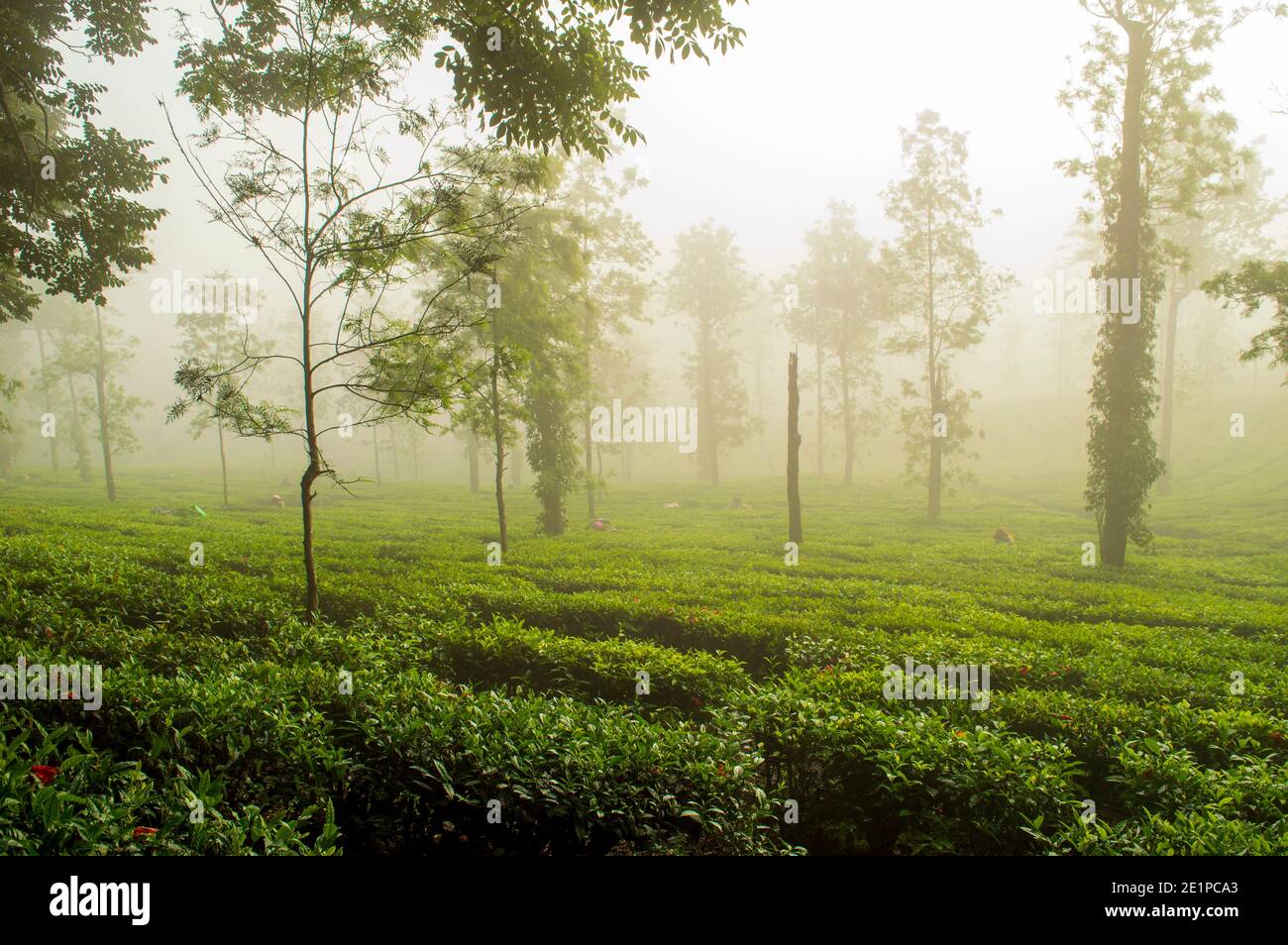 The tea plant doesn't like a very dry climate or very strong sunshine ...