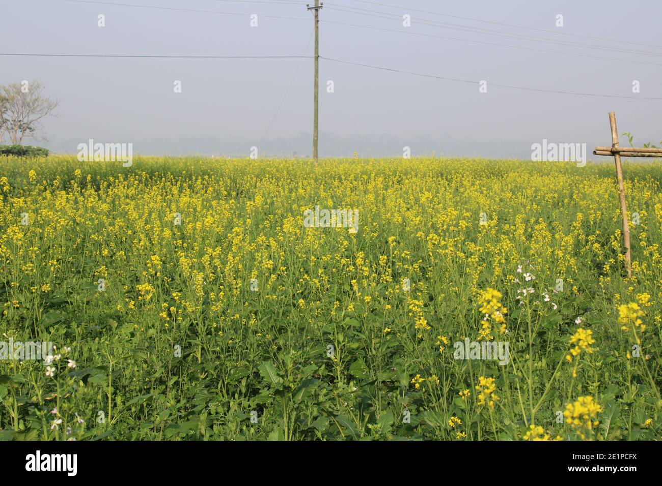 Sunflower in the open field natural photo capture at Dhaka, Bangladesh ...