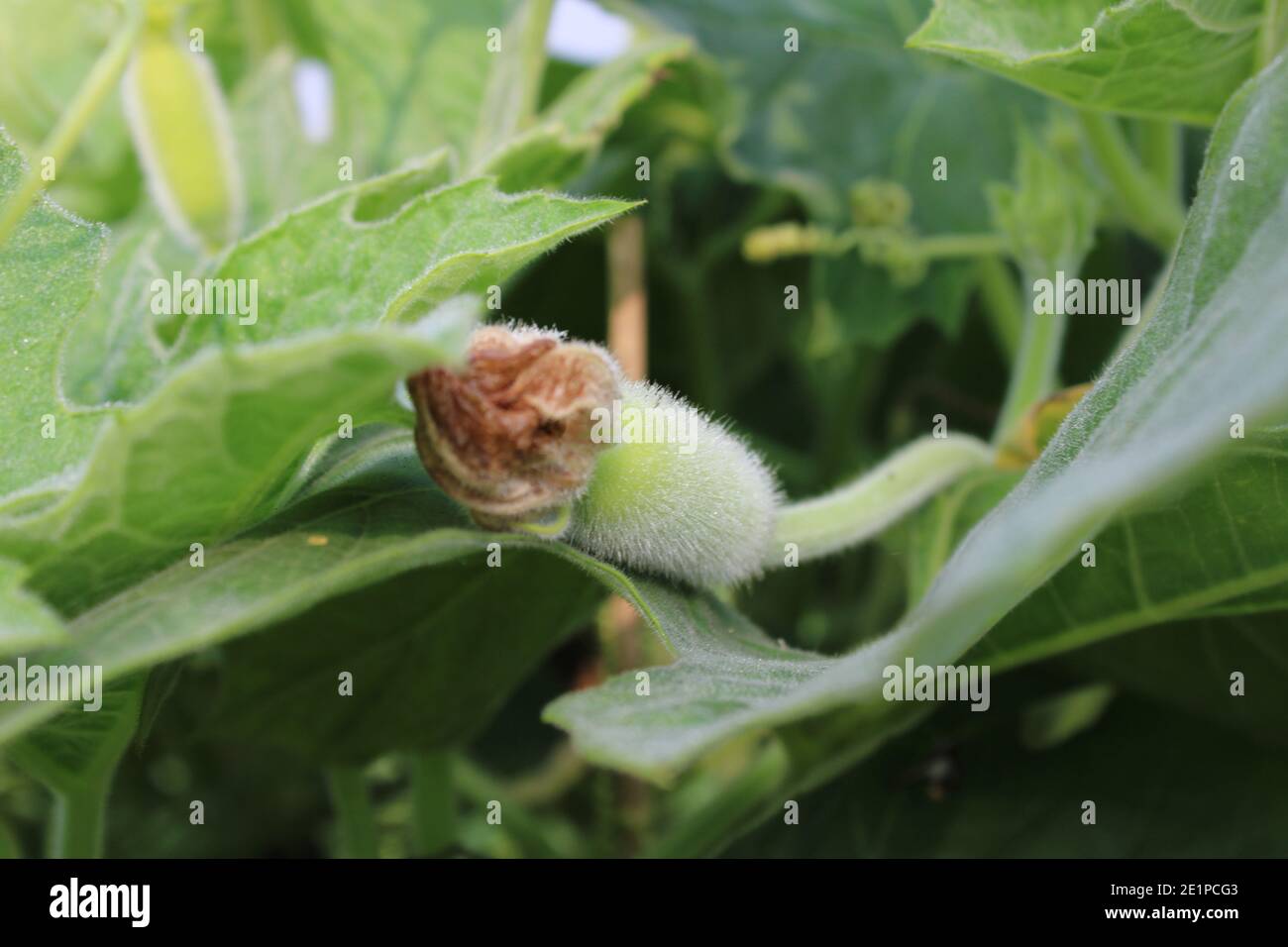 Healthy food composition various hi-res stock photography and images ...