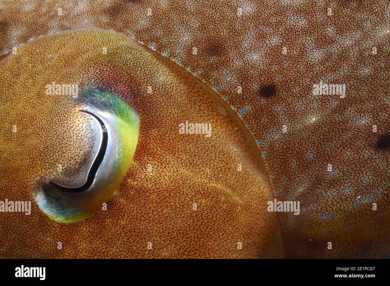 Octopus eyeball close up Stock Photo - Alamy