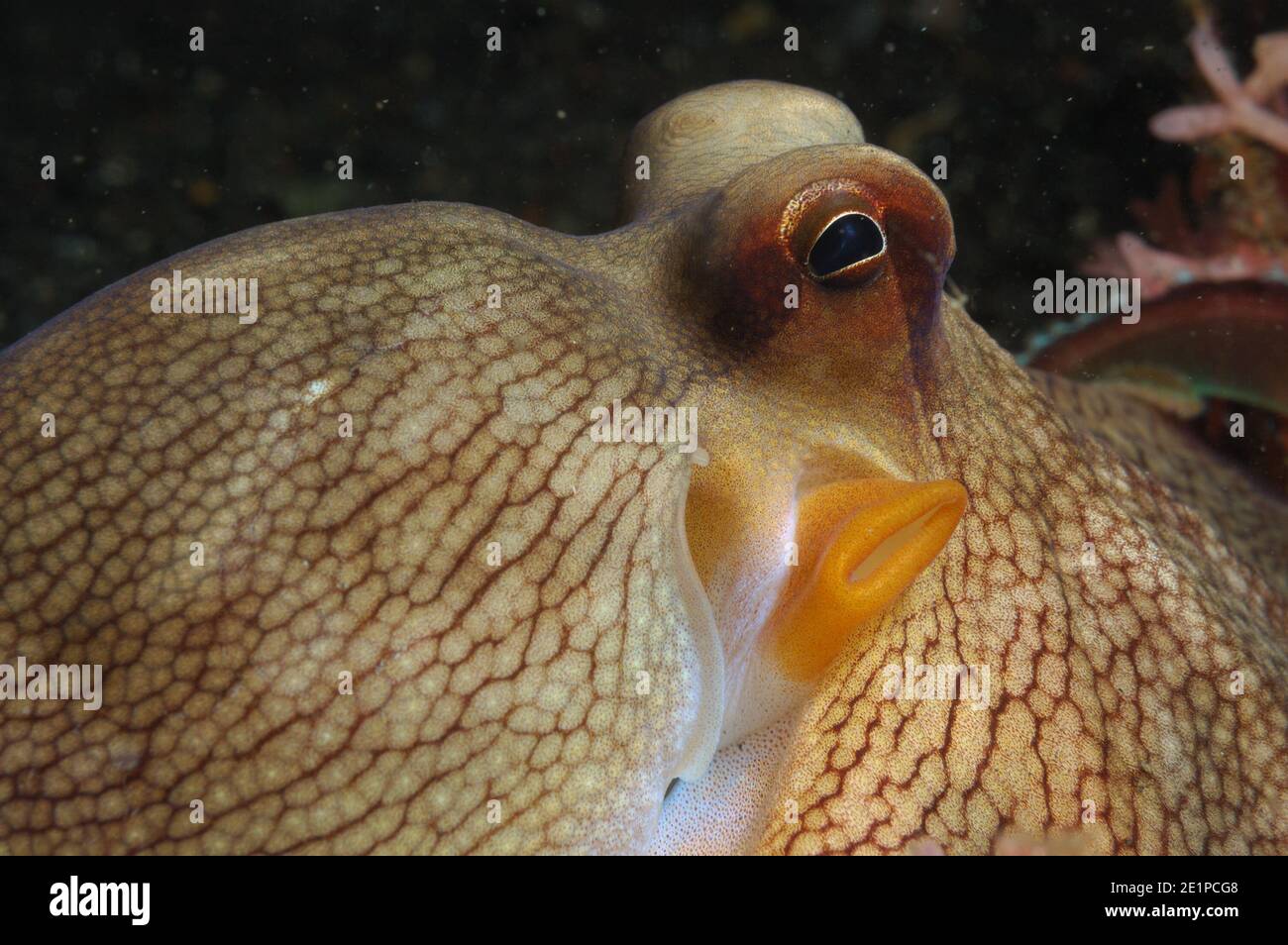 Mollusca octopus hi-res stock photography and images - Alamy