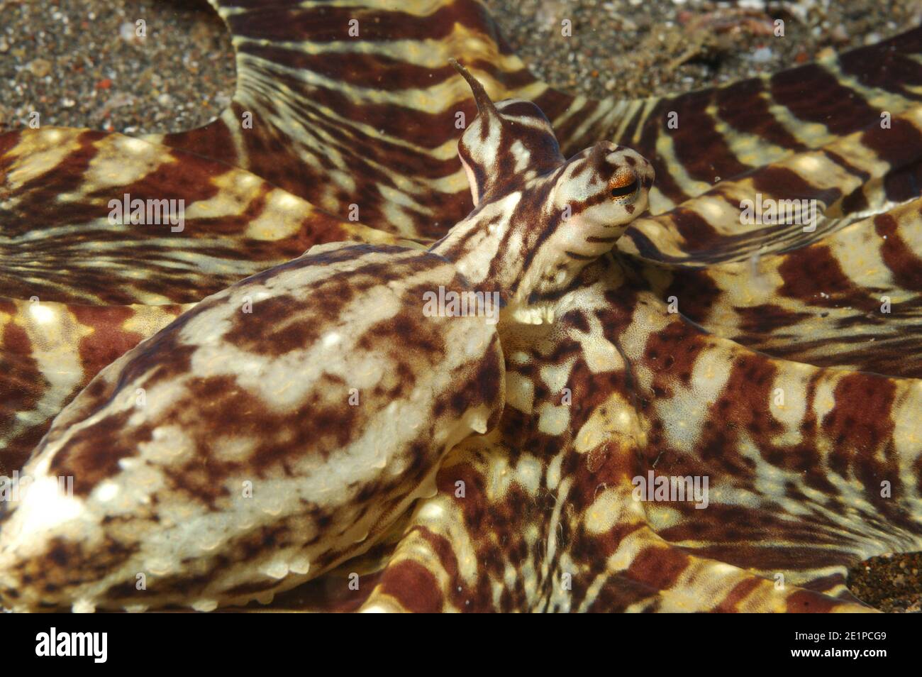 Mimic Octopus Hiding - Thaumoctopus mimicus Stock Photo - Alamy