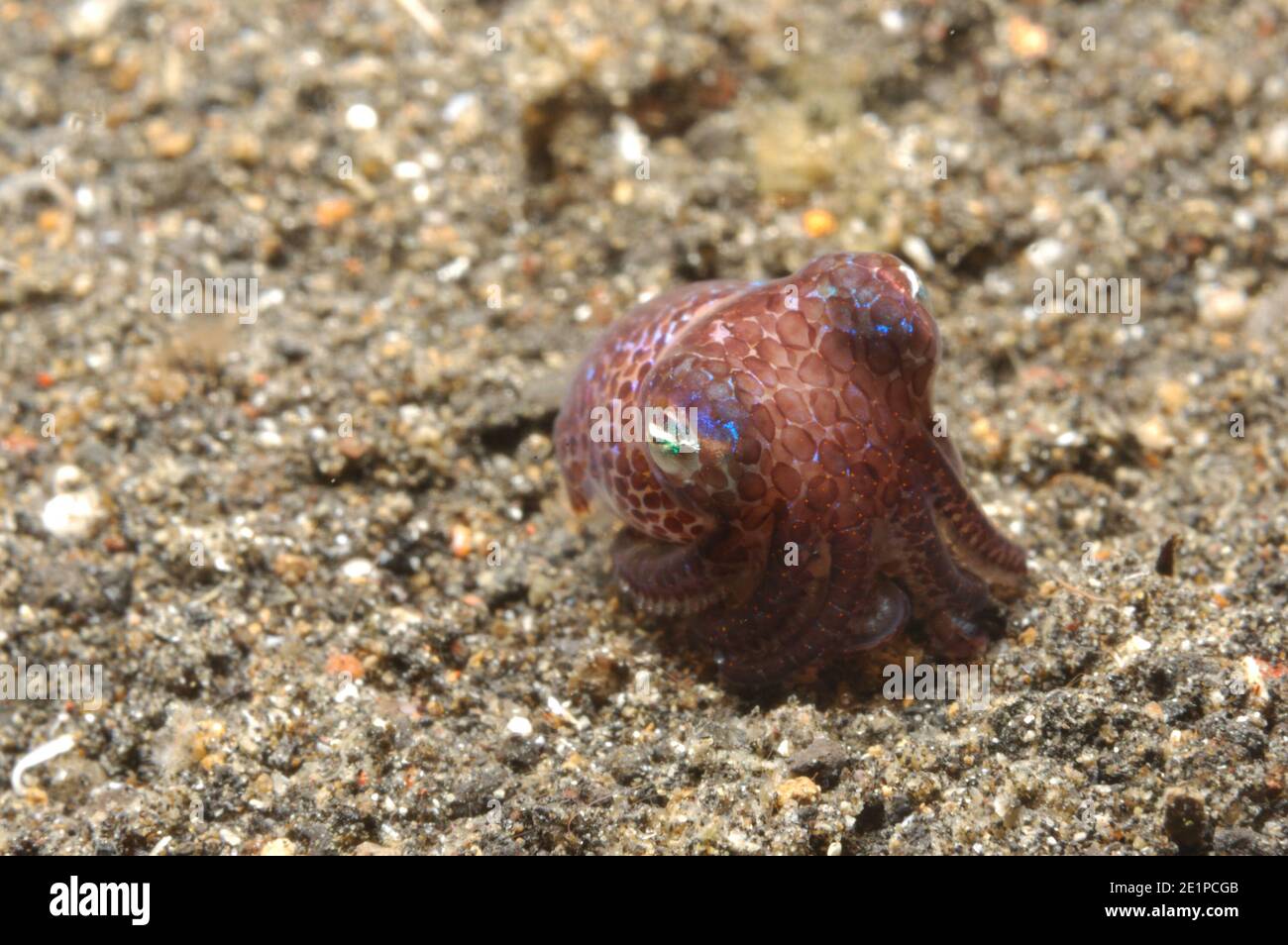 Bobtail squid hi-res stock photography and images - Alamy