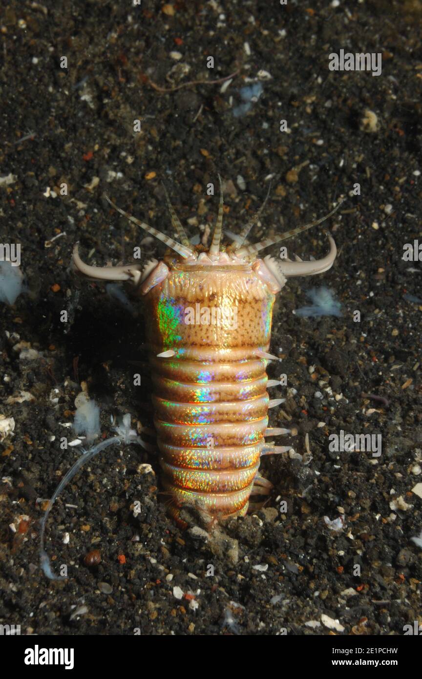 Bobbit Worm, Eunice aphroditois Stock Photo - Alamy