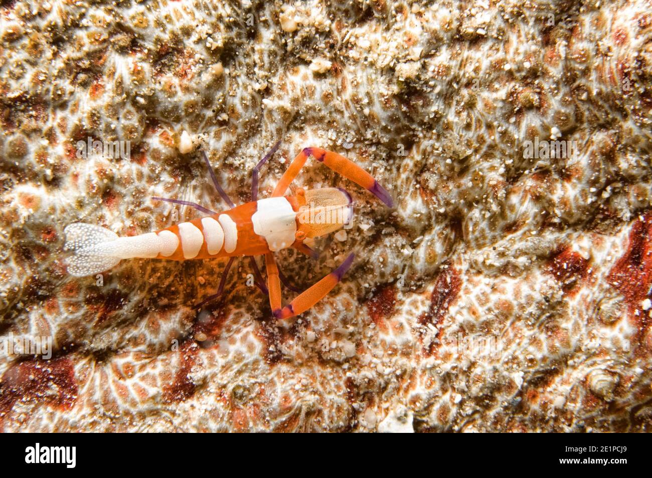 Commensal Emperor Shrimp, Periclimenes imperator Stock Photo - Alamy