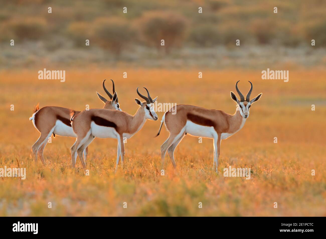 Springbok antelopes (Antidorcas marsupialis) in natural habitat, South ...