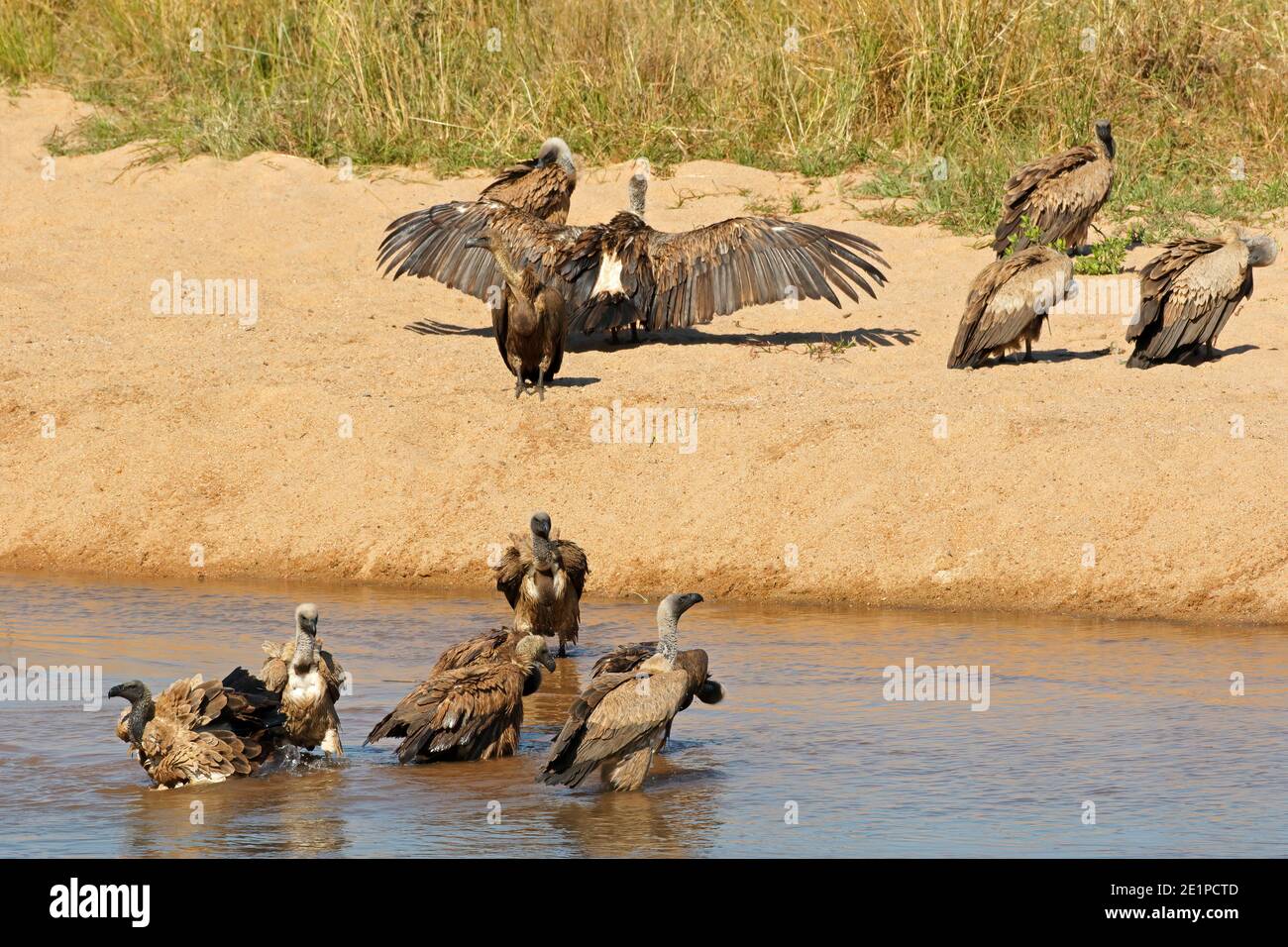 Kruger national park vultures hi-res stock photography and images - Alamy