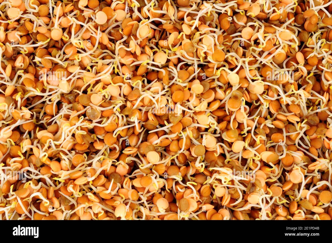 Germinating mung bean background, also known as green gram and maash ...