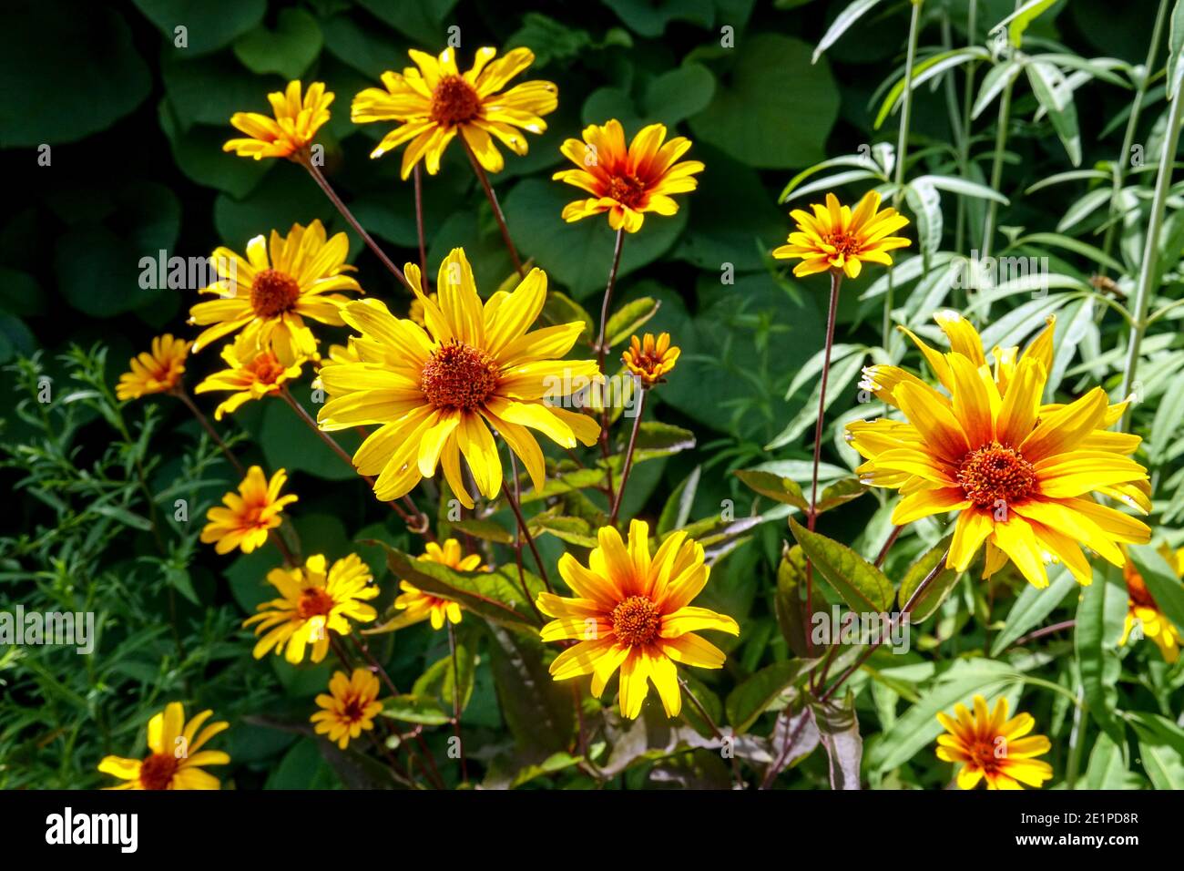 Heliopsis "Burning Hearts" False sunflowers Stock Photo - Alamy