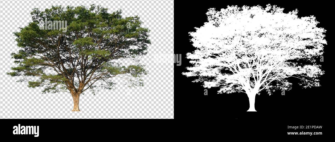 tree on transparent background with clipping and alpha channel for ...
