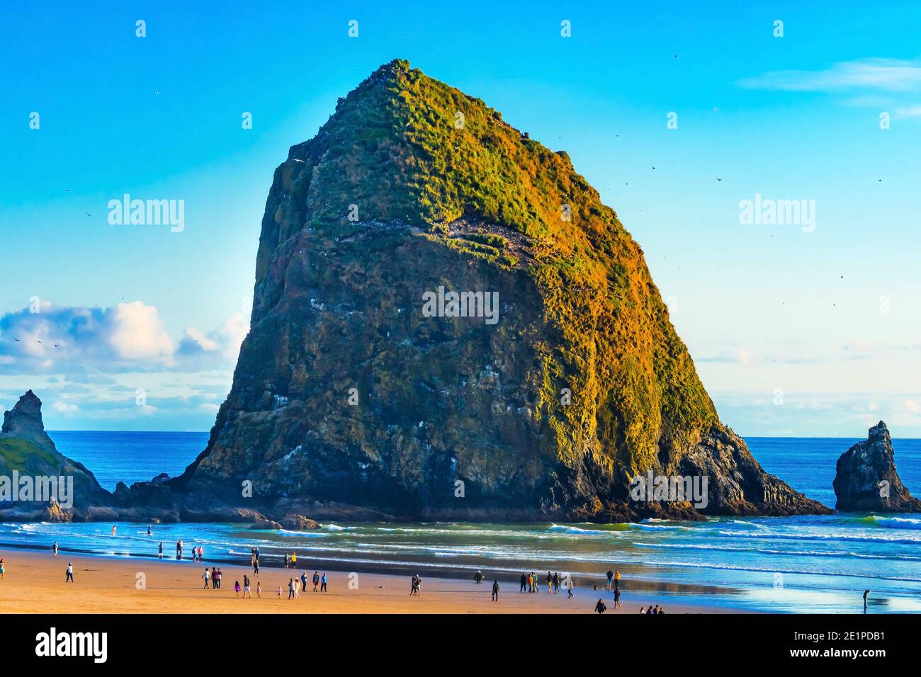 Colorful Seabirds Murres Seagulls Green Haystack Rock Canon Beach ...