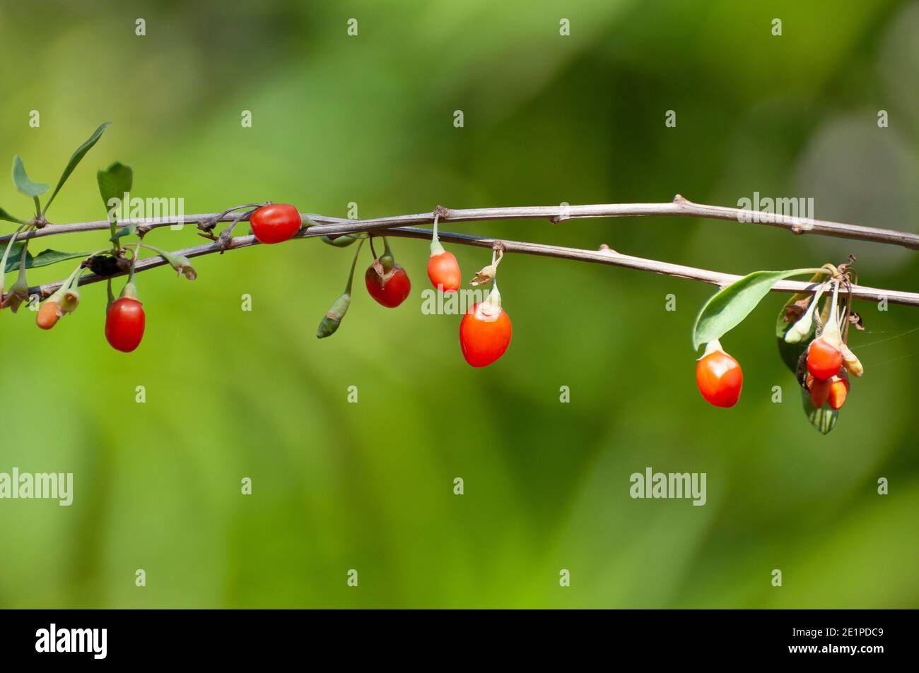Super Foods, Goji Berry Fruit Stock Photo - Alamy