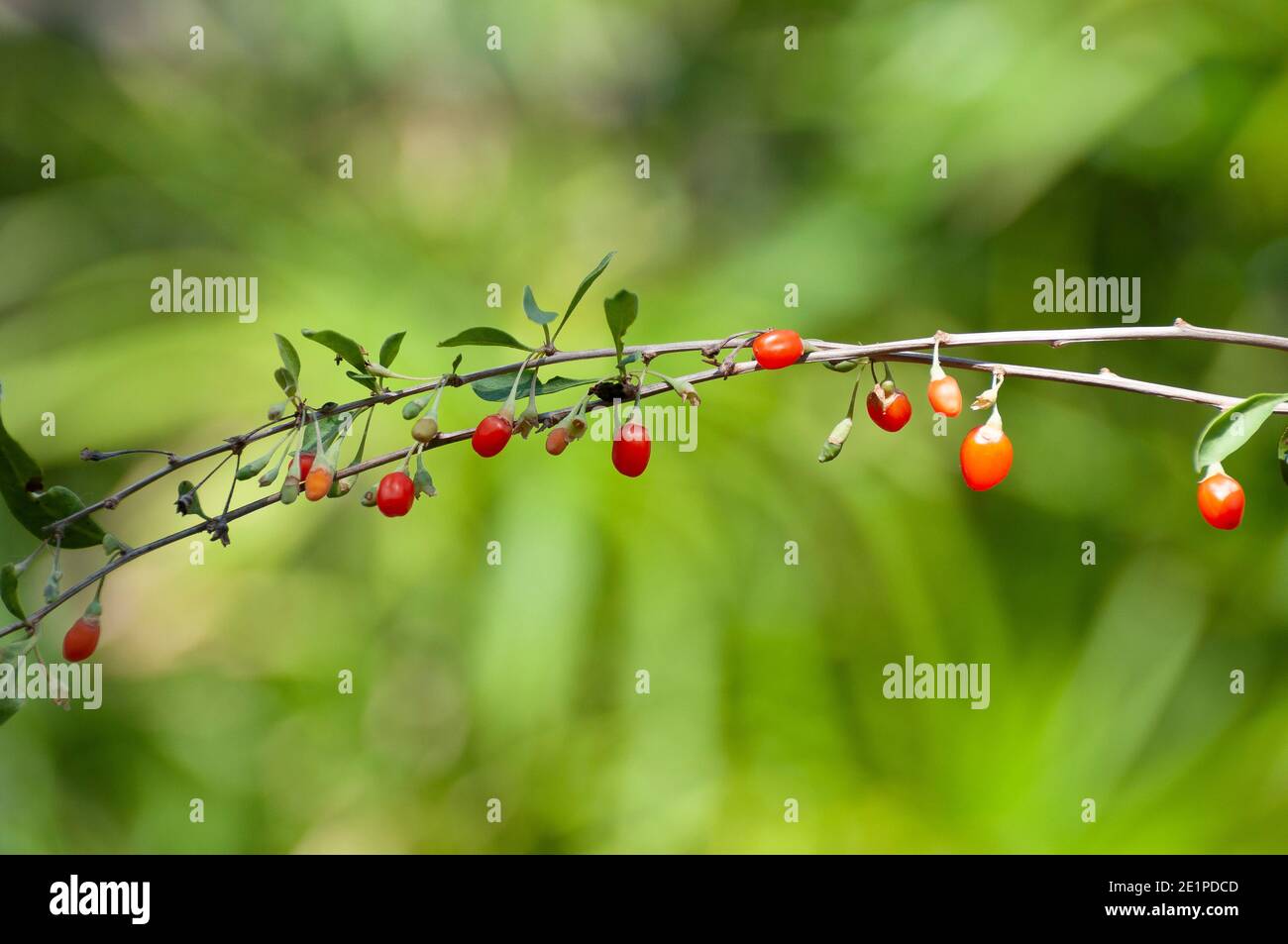 Super Foods, Goji Berry Fruit Stock Photo - Alamy