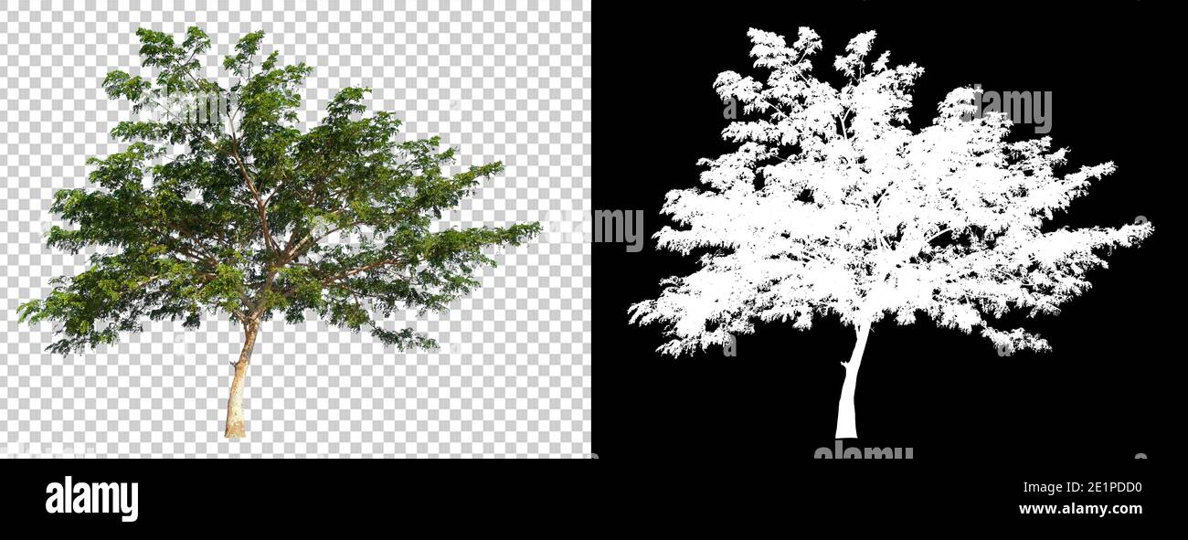 tree on transparent background with clipping and alpha channel for ...
