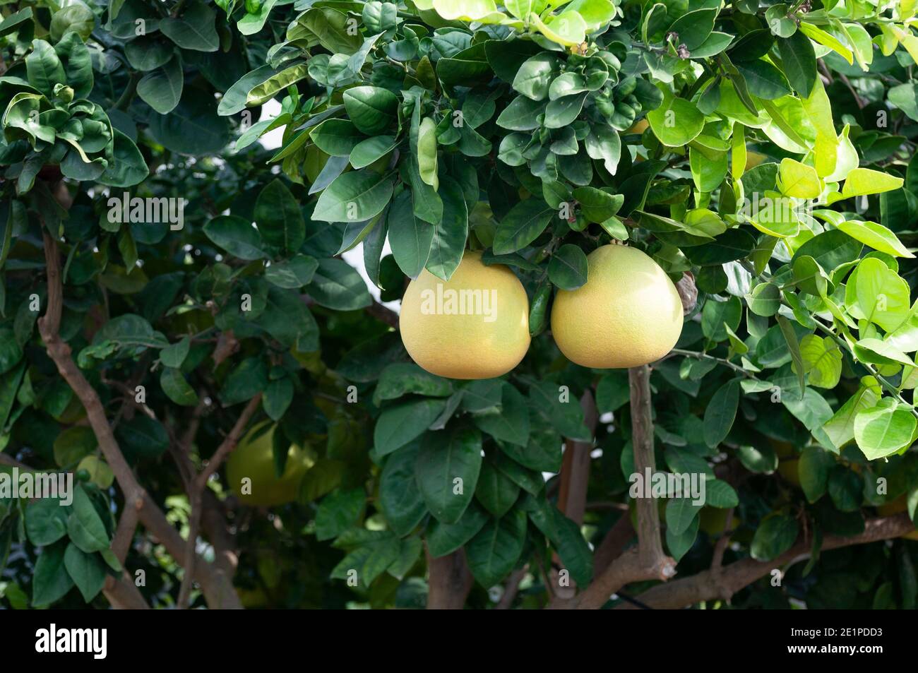 Pomelo trees with full of fruits Stock Photo - Alamy