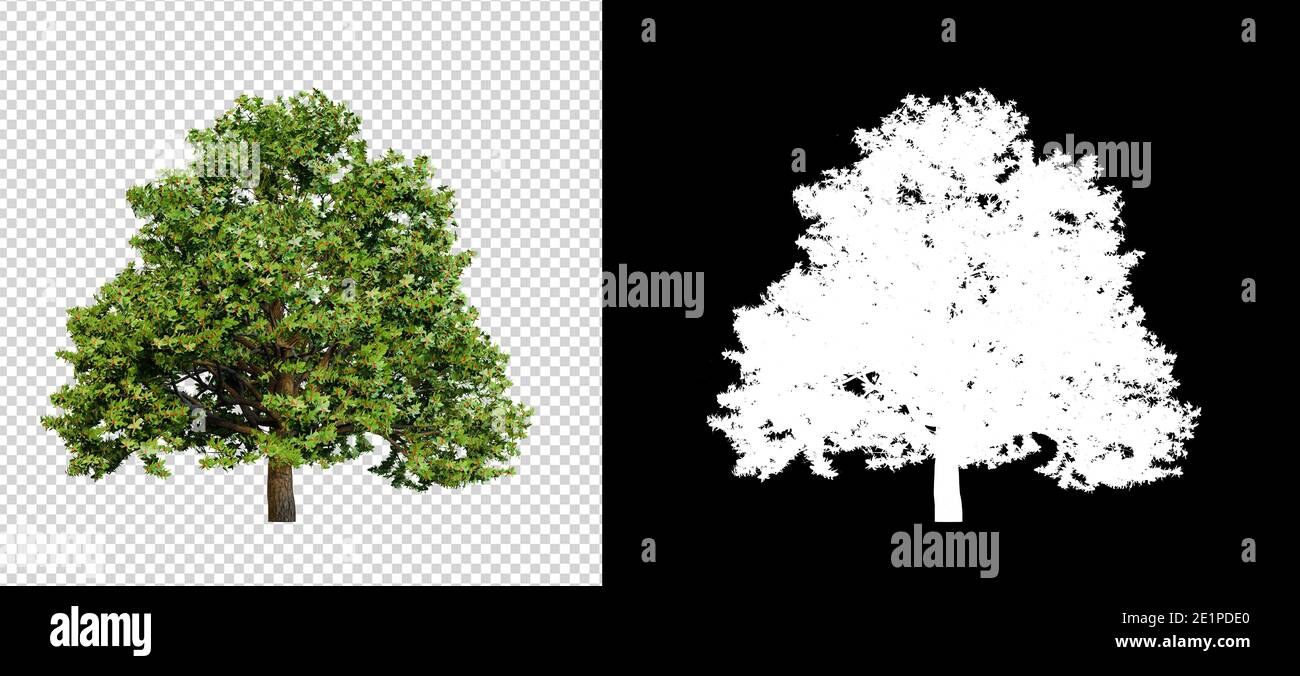 tree on transparent background picture with clipping path, 3d ...