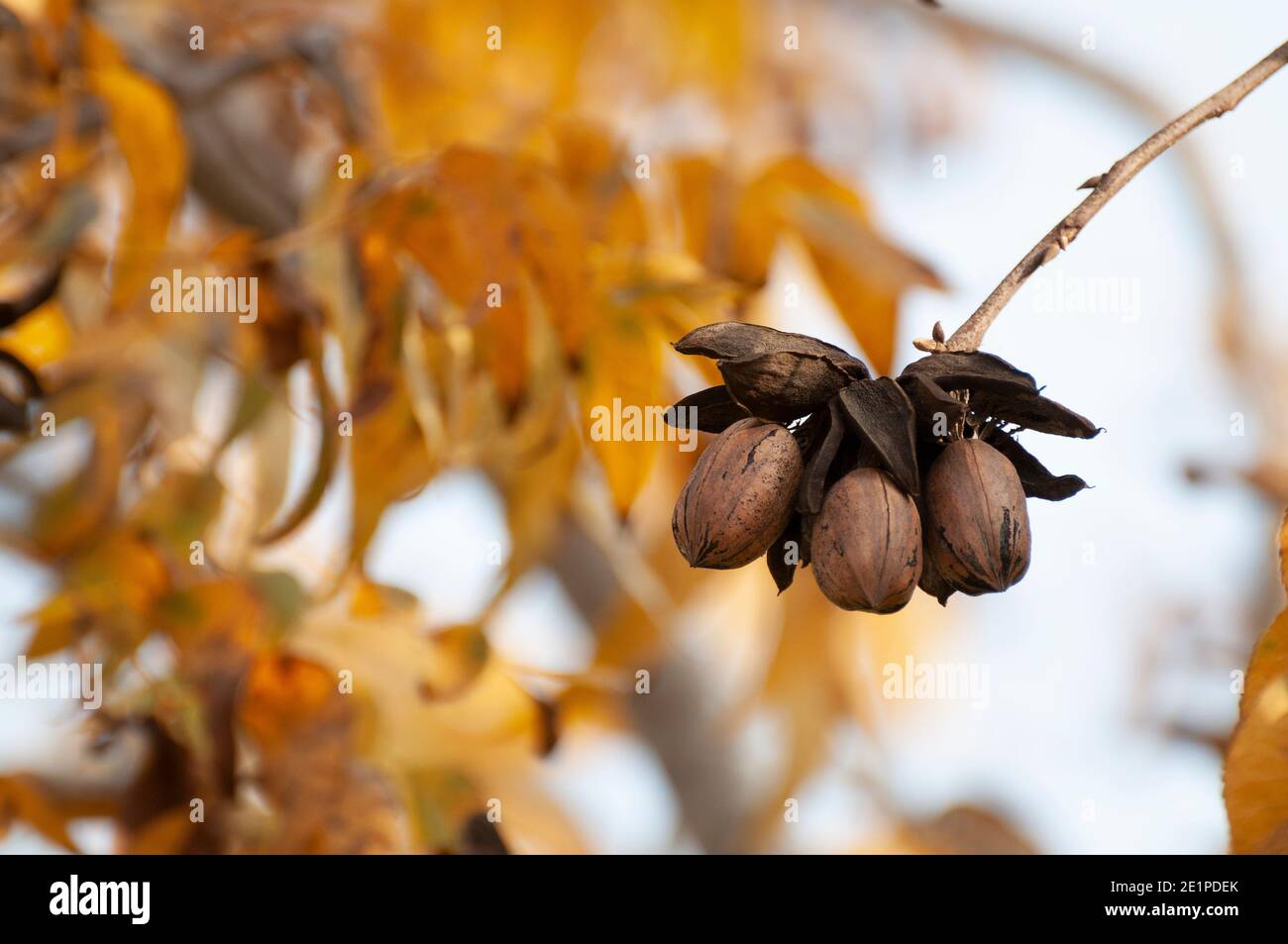 Pecans on a tree in a pecan orchard Stock Photo - Alamy