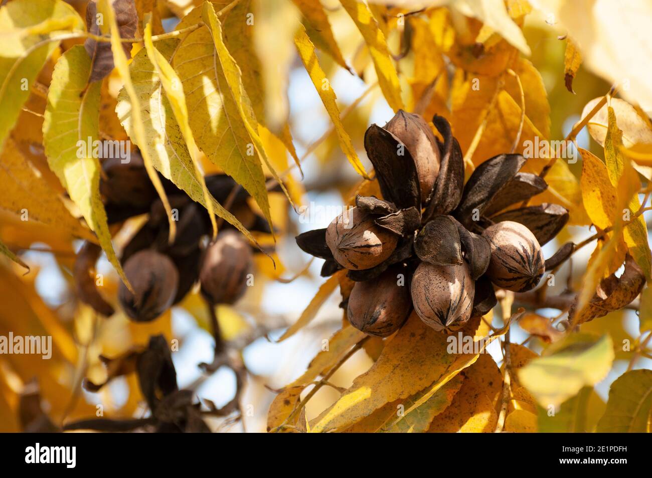 Pecans on a tree in a pecan orchard Stock Photo - Alamy