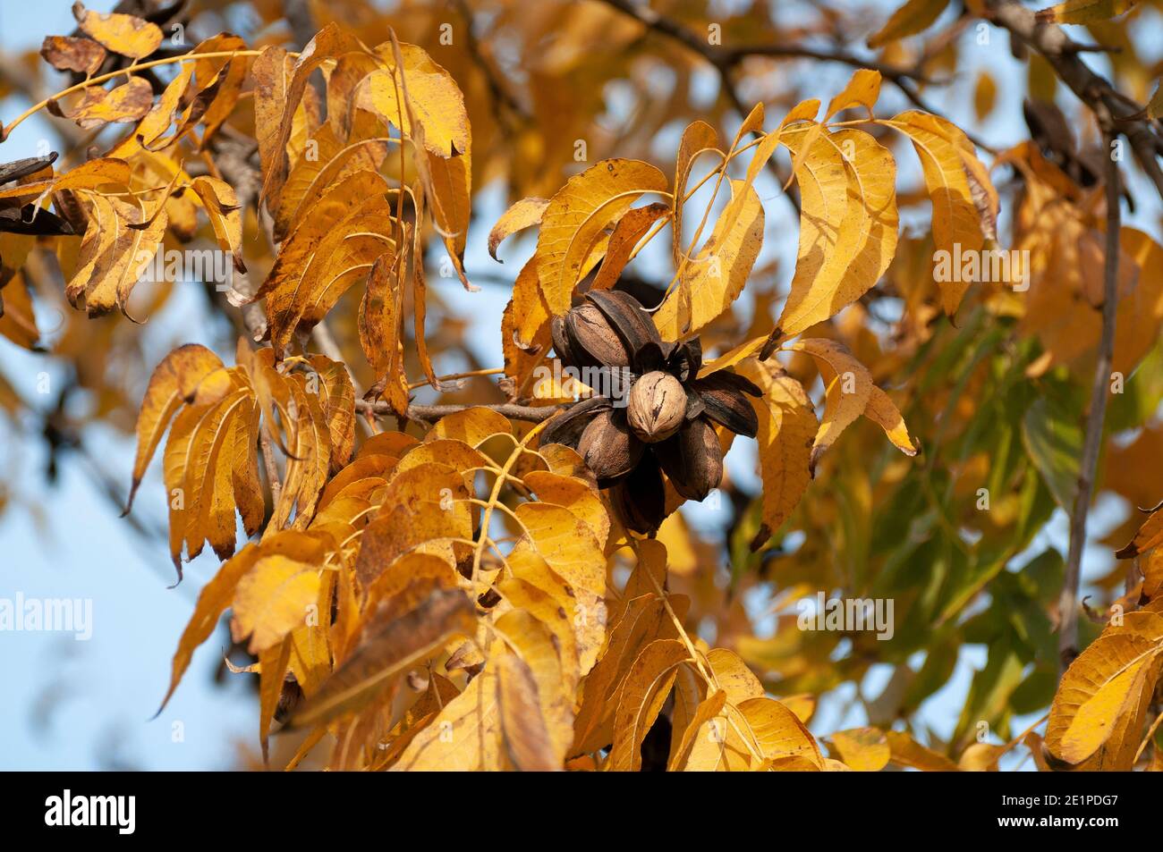 Pecans on a tree in a pecan orchard Stock Photo - Alamy