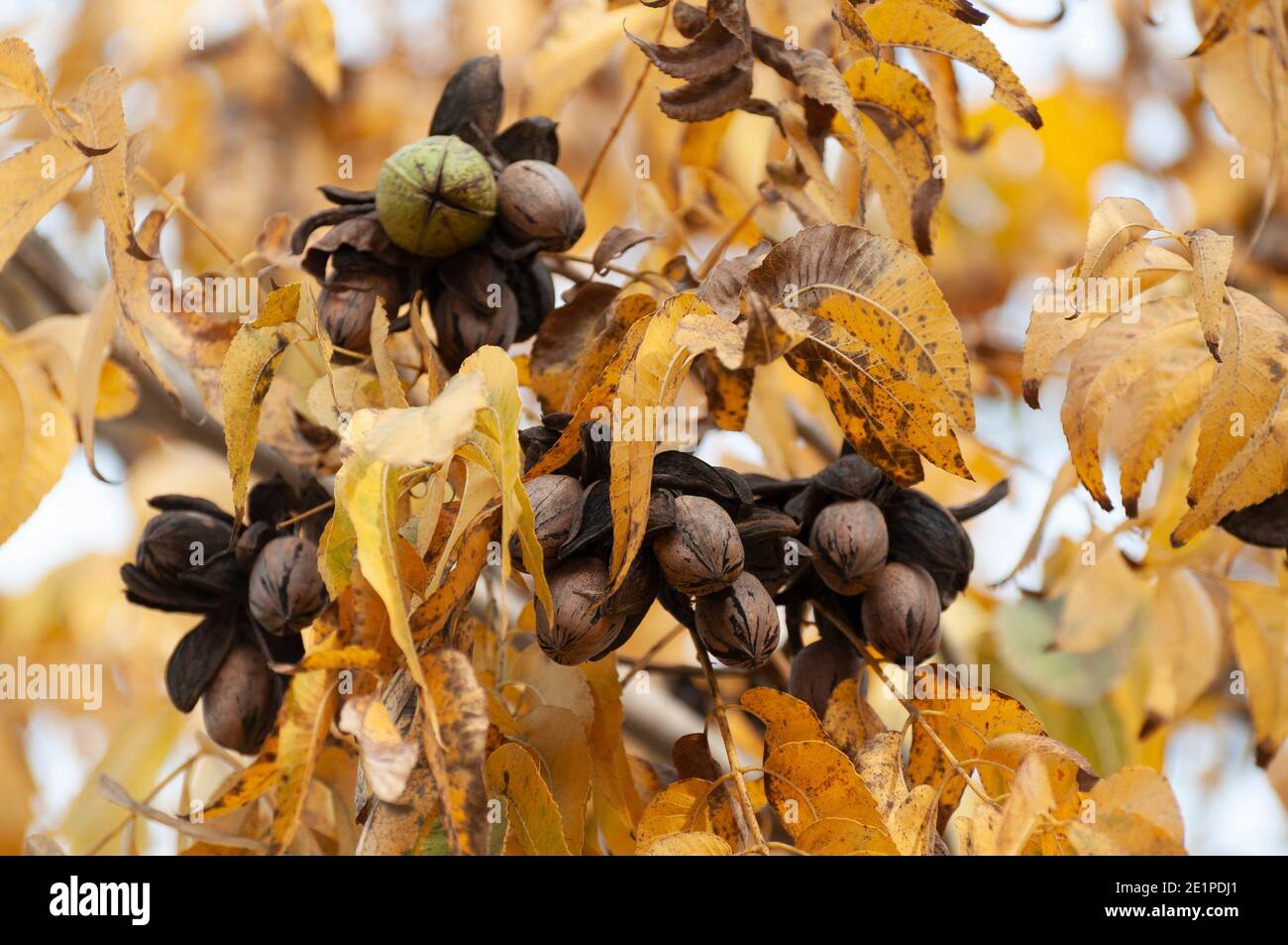 Pecans on a tree branch hi-res stock photography and images - Alamy