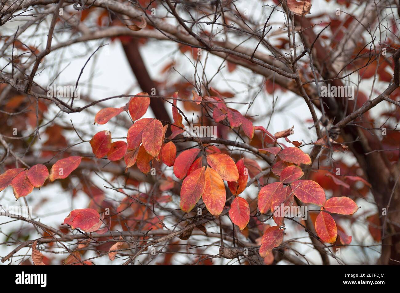 Jujube forest hi-res stock photography and images - Alamy