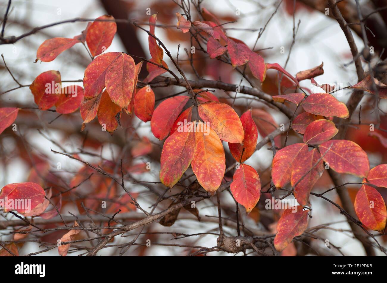 Jujube forest hi-res stock photography and images - Alamy