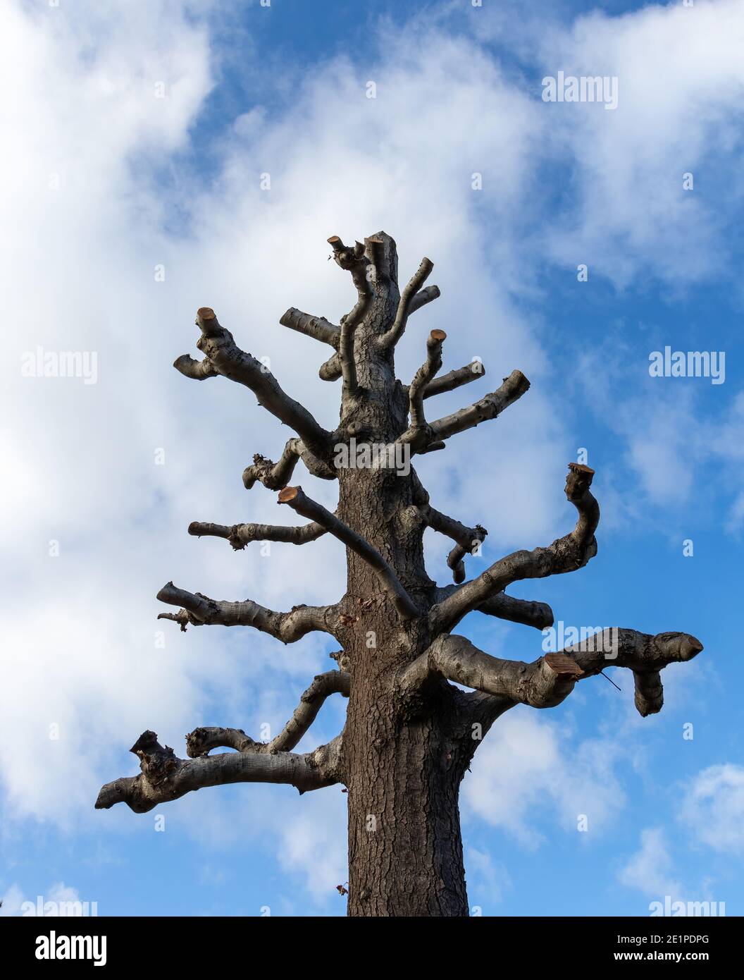 Cut back branches hi-res stock photography and images - Alamy