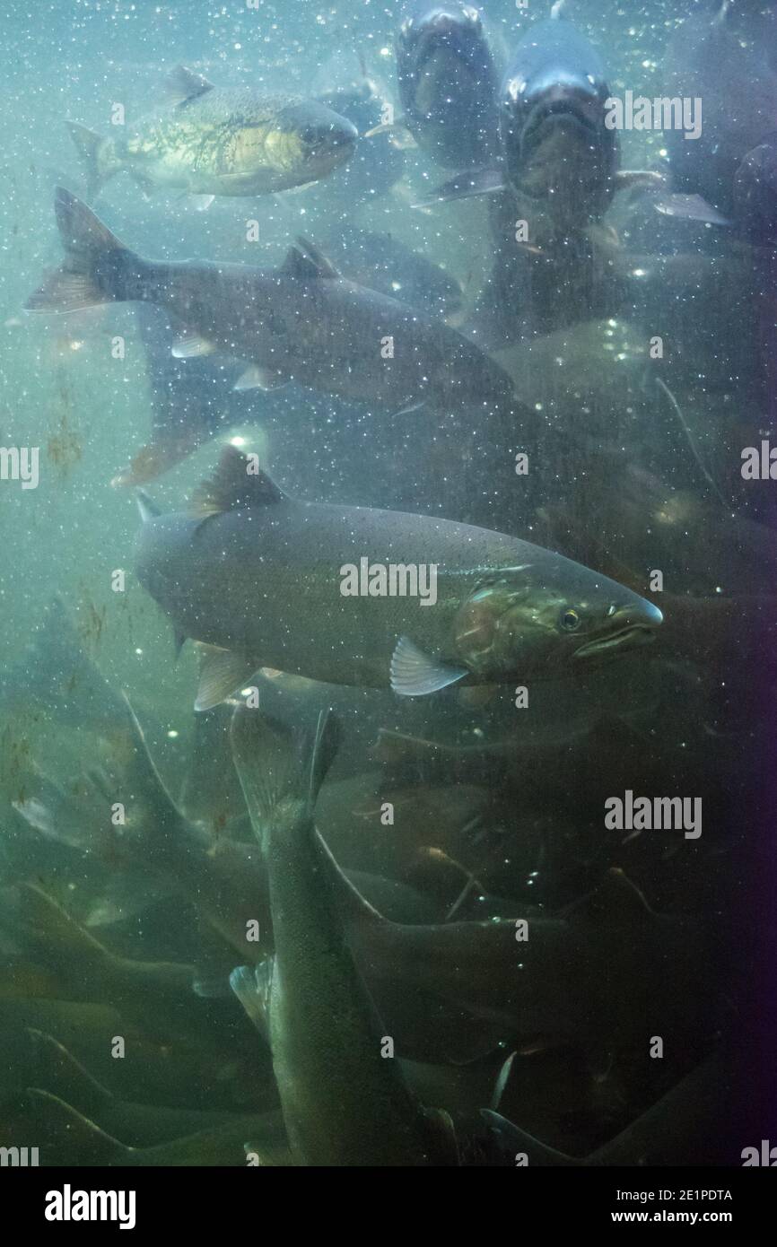 Salmon hatchery hi-res stock photography and images - Alamy