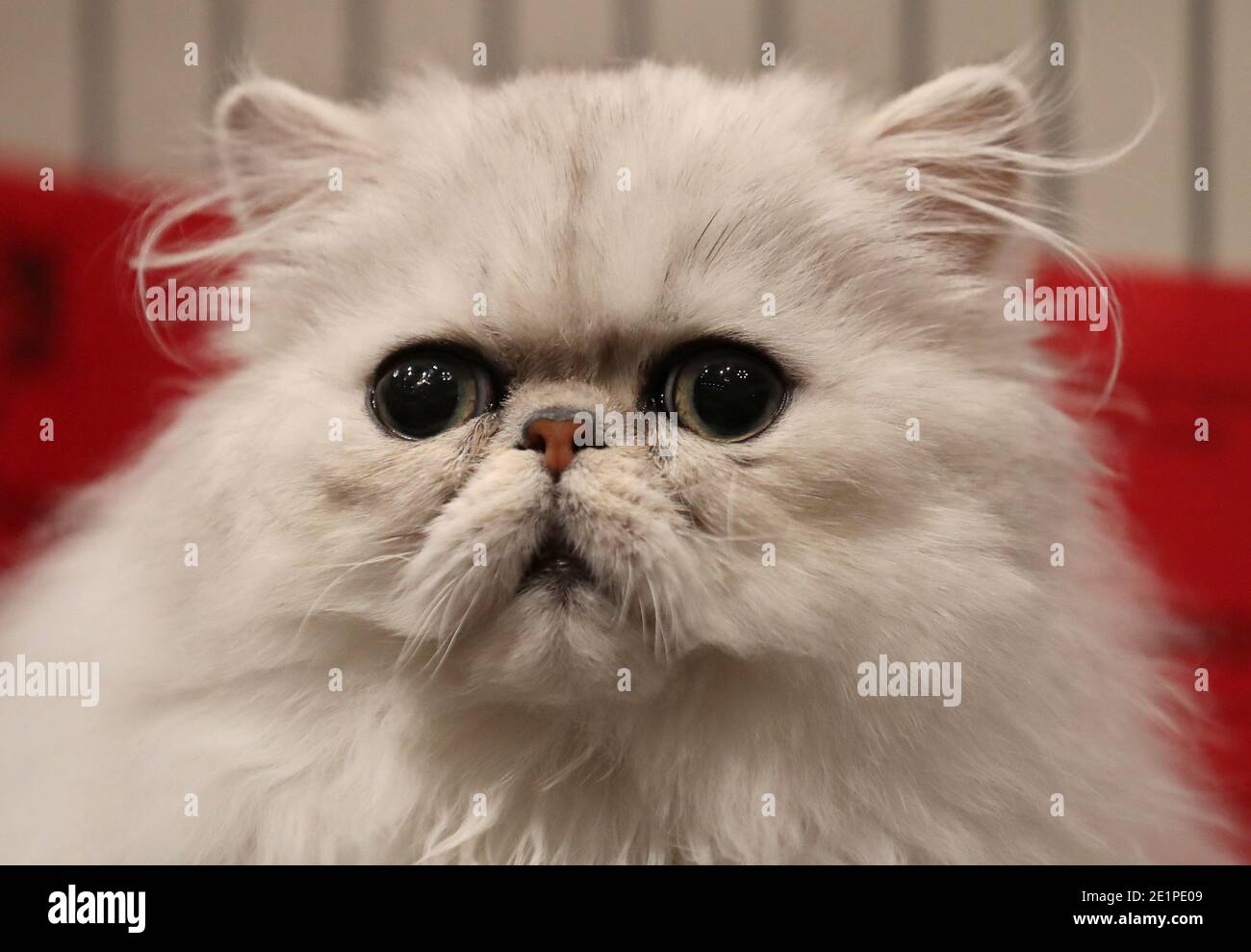 File photo dated 11/5/2019 of a cat. Selective breeding of cats may ...