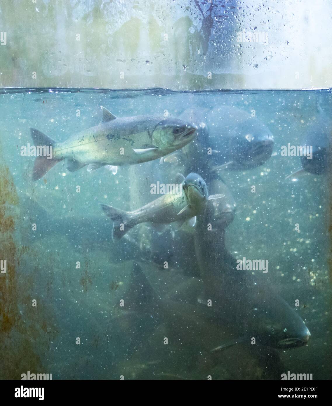 Capilano river hatchery coho salmon fish ladder hi-res stock ...