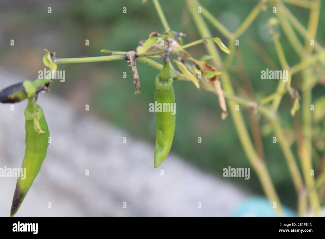Peppers in the tree natural photo capture at Dhaka, Bangladesh Stock ...