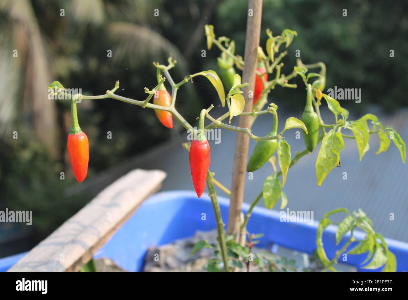 Peppers in the tree natural photo capture at Dhaka, Bangladesh Stock ...
