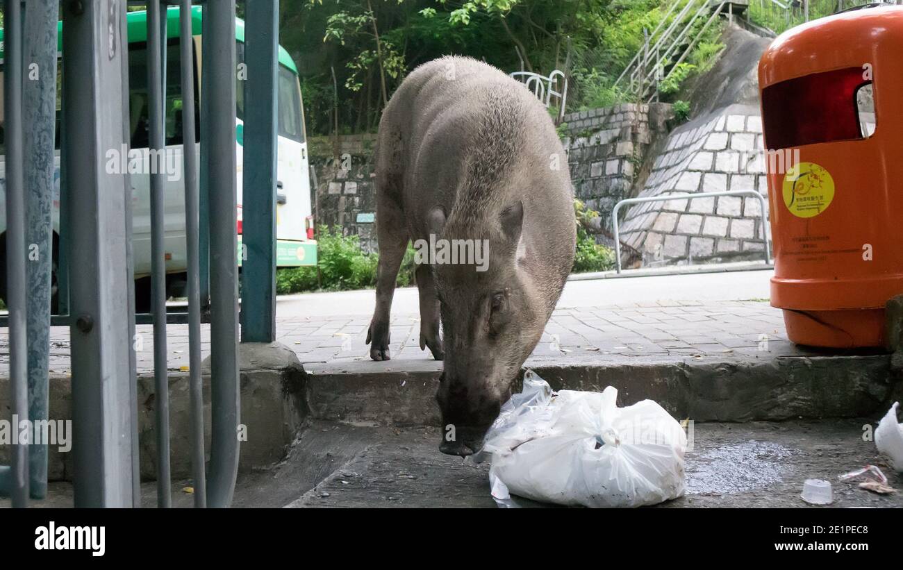 Wild Boar in Central District, Hong Kong, China Stock Photo - Alamy