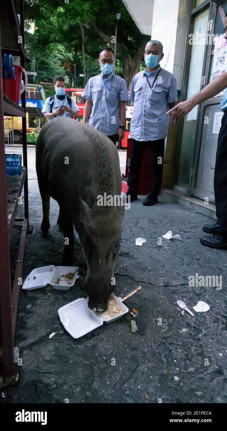 Wild Boar in Central District, Hong Kong, China Stock Photo - Alamy