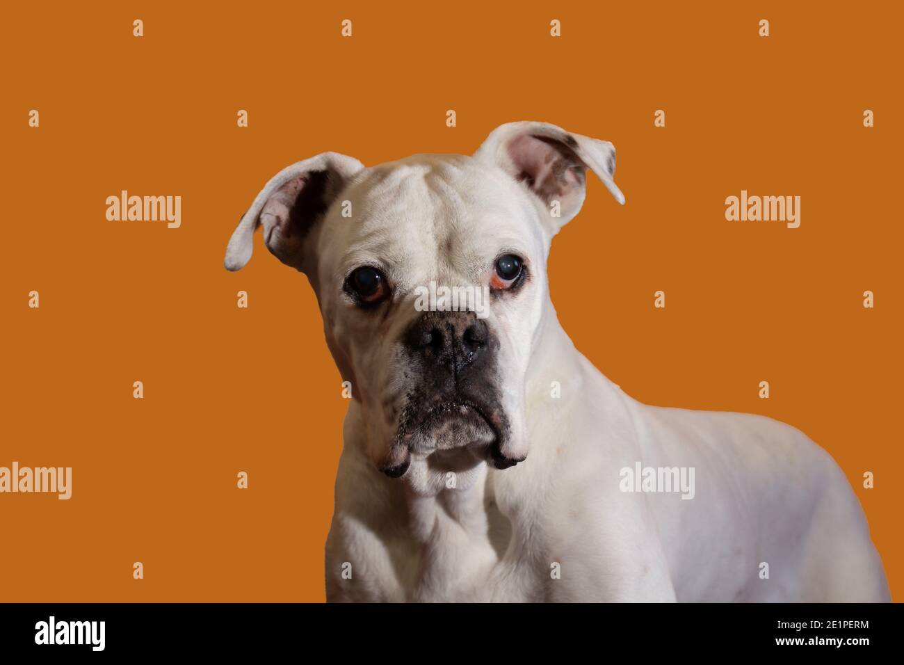 Boxer dog face white background hi-res stock photography and images - Alamy