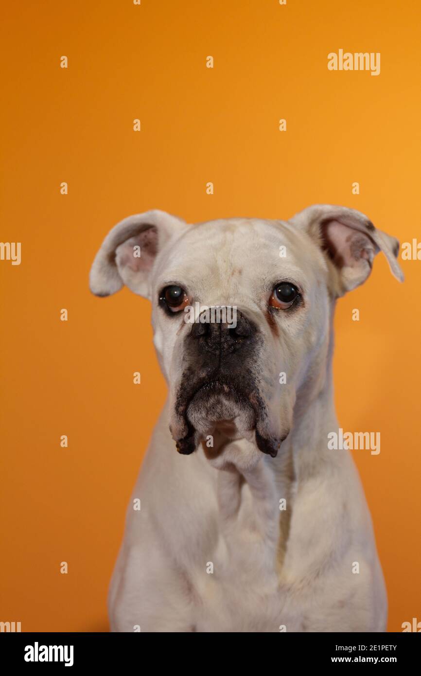 Orange white dog hi-res stock photography and images - Alamy