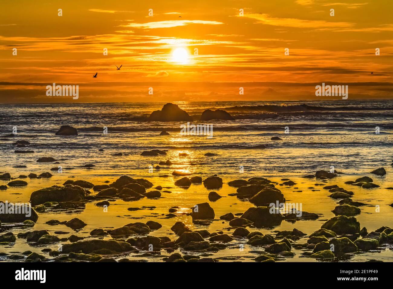 Colorful Yellow Low Tide Pools Marine Garden Haystack Rock Canon Beach ...