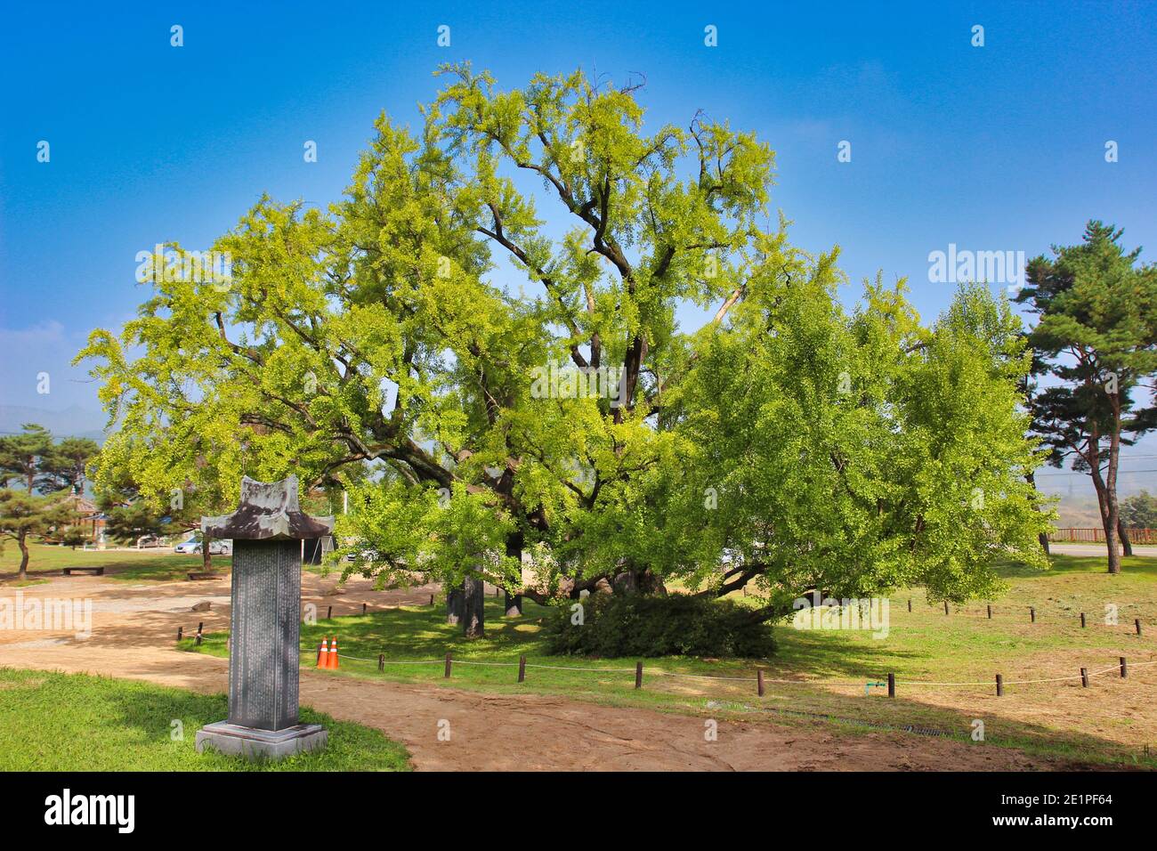 Giant ginkgo tree hi-res stock photography and images - Alamy