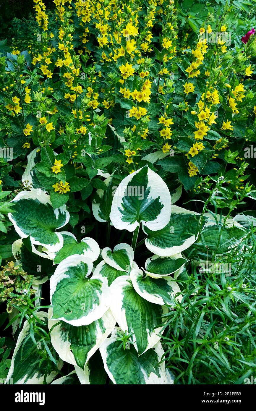 Yellow variegated hosta lysimachia hi-res stock photography and images ...