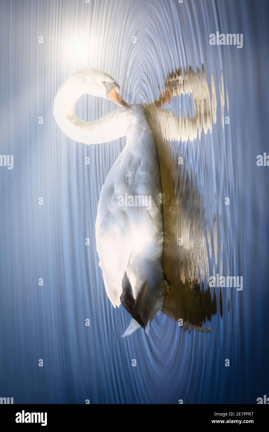 Swan reflection in sunlight and ripples of lake. Moody atmospheric ...