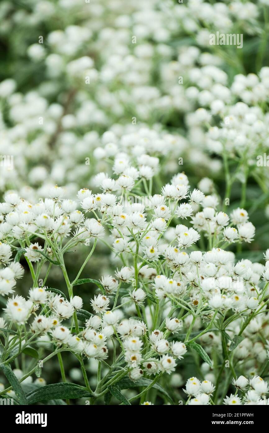 Anaphalis triplinervis, triple-nerved pearly everlasting. Small, white ...