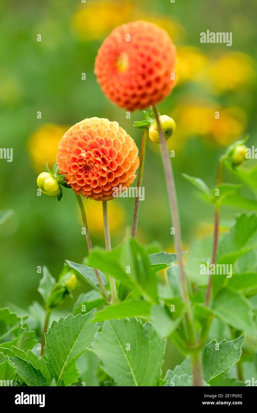 Dahlia bantling hi-res stock photography and images - Alamy